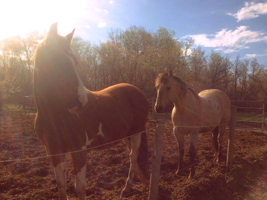 Spring & Baby animals, part 1